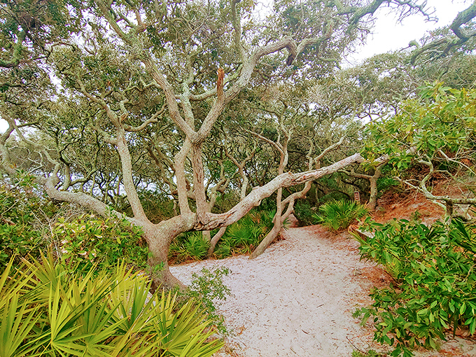 Ancient oaks create natural archways along the dune lake trail, their twisted branches telling stories of hurricanes survived and peaceful days basking in Florida sunshine.