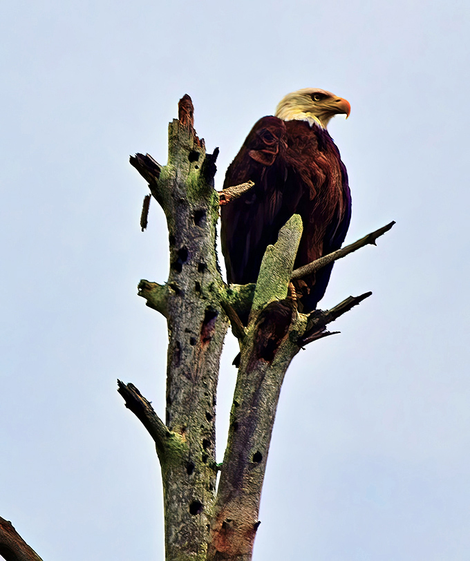 Even America's symbol chooses Lake Hope as the perfect perch for surveying this spectacular Ohio landscape.