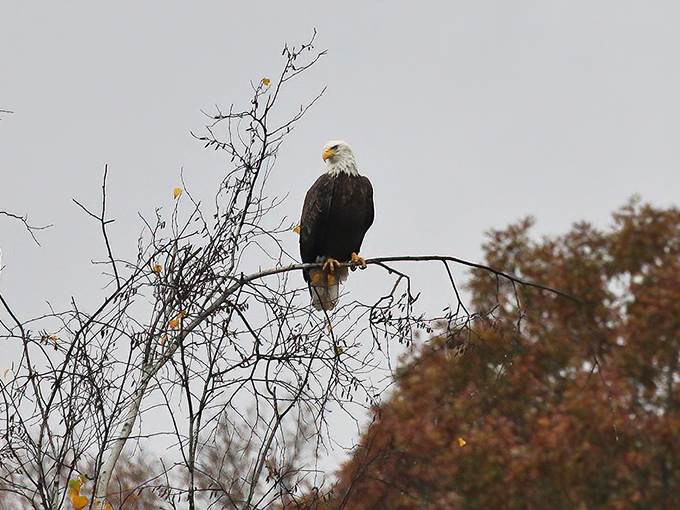 America's mascot keeping watch over Nescopeck. This bald eagle didn't get the memo about looking majestic&mdash;he nailed it anyway.