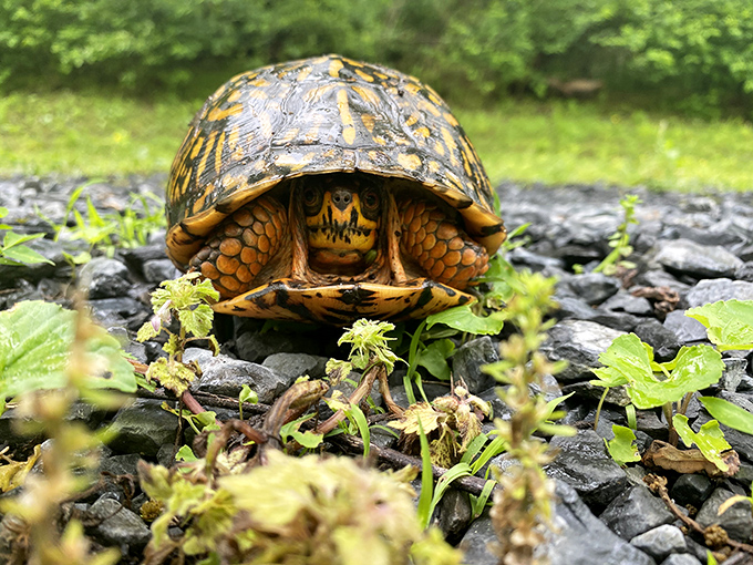 Meet one of Swatara's most distinguished residents, the Eastern Box Turtle. Nature's original tiny home enthusiast, carrying real estate wherever it roams.
