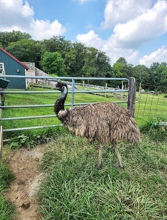 Paint me like one of your French birds, says this magnificent emu, showcasing nature's quirkiest side at the petting farm.