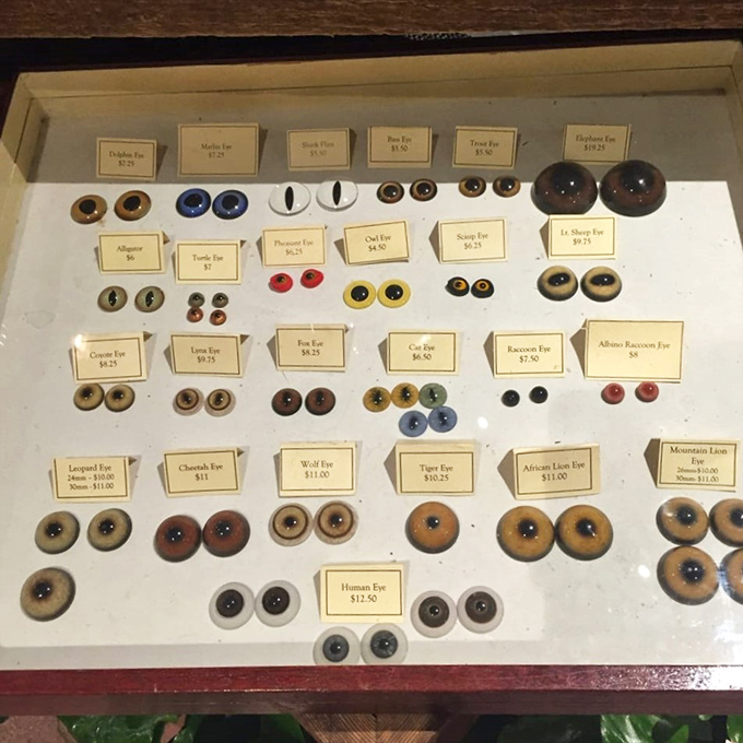 Eyes that follow you around the room—literally! This collection of glass animal eyes would make any Victorian taxidermist or modern artist equally delighted.