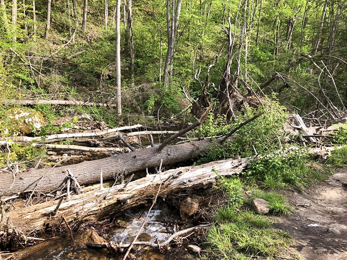 Nature's obstacle course—fallen trees create their own ecosystem while reminding us who's really in charge of forest renovation.