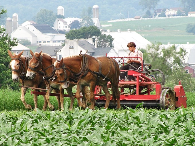 Farm equipment that runs on oats instead of diesel. These magnificent draft horses power agriculture the way it's been done for generations.