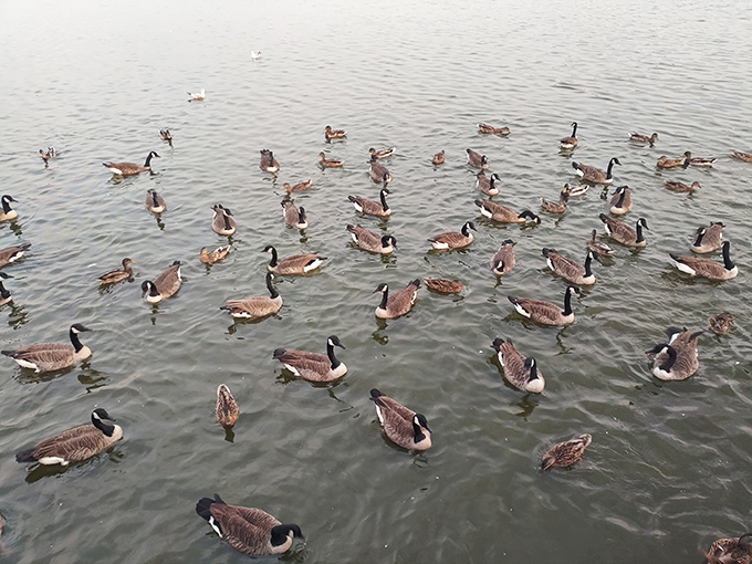 The local welcoming committee doesn't stand on ceremony. These geese have mastered the art of turning the lake into their personal social club.
