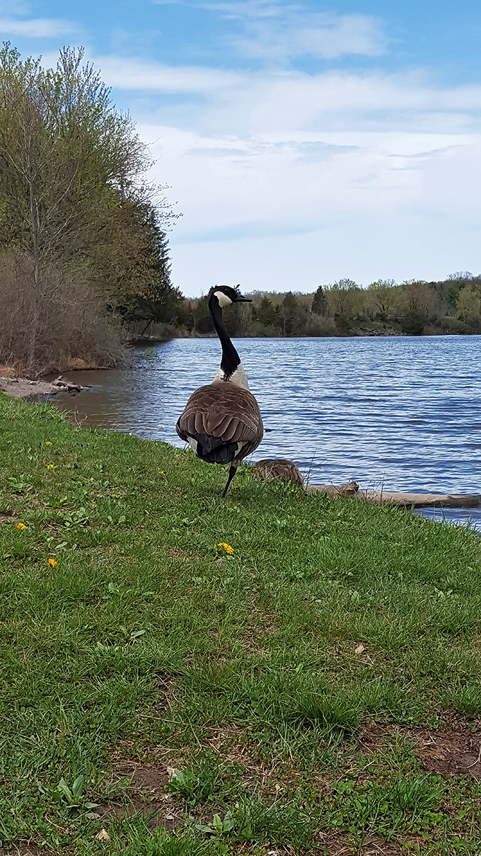 The unofficial welcoming committee! This Canada goose patrols the shoreline with the confident strut of someone who definitely owns waterfront property.