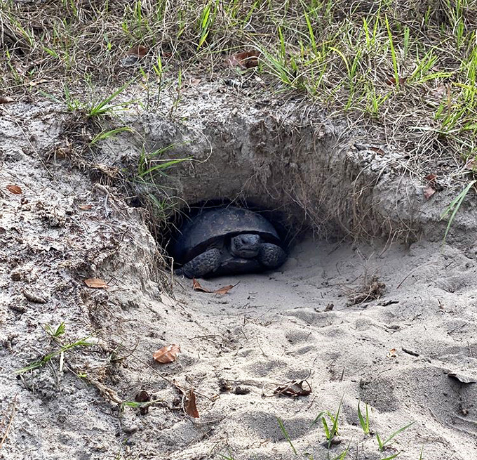 Meet the original Florida homeowner! Gopher tortoises dig burrows up to 40 feet long, creating underground condos that shelter hundreds of other species.