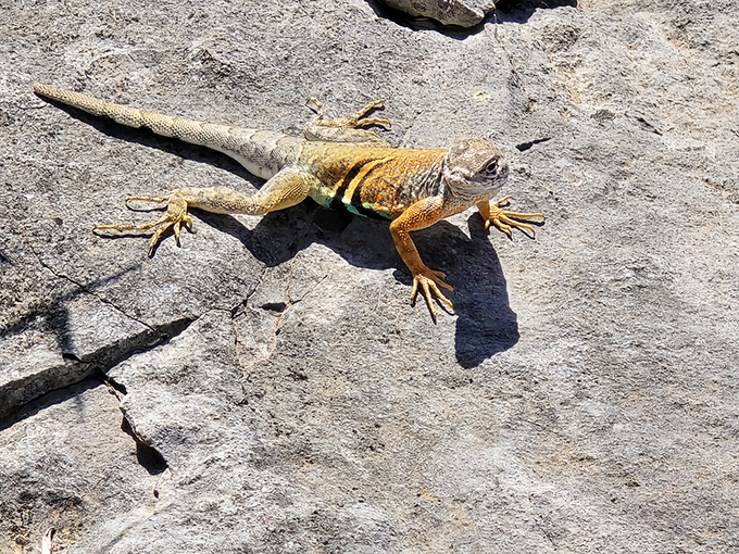 "Excuse me, do you have a moment to talk about car insurance?" This greater earless lizard strikes a pose worthy of National Geographic while sunbathing on ancient Texas limestone.