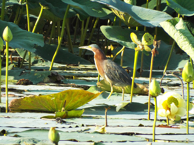 Nature's patient hunter &ndash; this green heron navigates the lily pads with more grace and purpose than I navigate buffet lines.