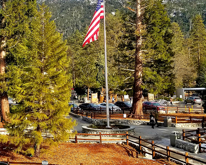 The American flag stands proud among towering pines, a splash of red, white, and blue against nature's endless green canvas.