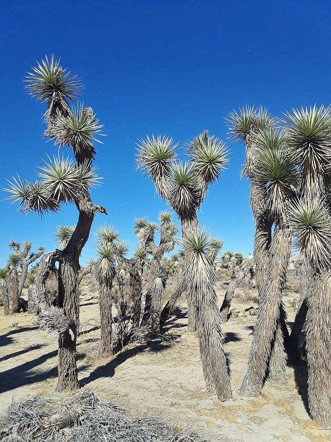 Joshua trees strike their distinctive poses against the desert sky. Dr. Seuss couldn't have designed a more whimsical desert resident if he tried.