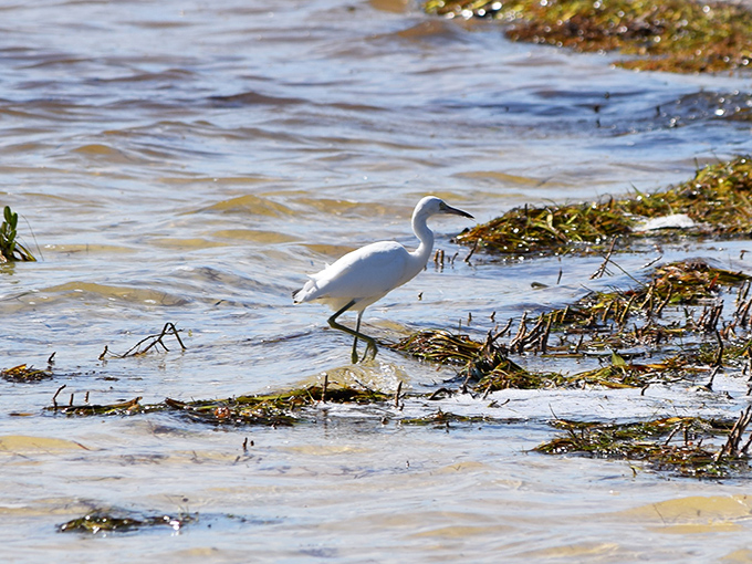 The little egret, nature's most elegant beachcomber, hunts with the precision of a master chef selecting the perfect ingredient.