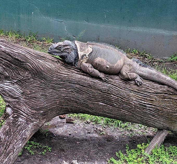 This iguana lounging on a log has the same expression I have when someone suggests we "just have a salad" for dinner.