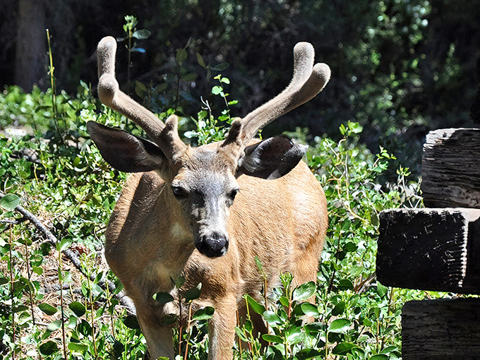 "Excuse me, do you have a reservation?" The local wildlife maintains a healthy curiosity about their two-legged visitors.