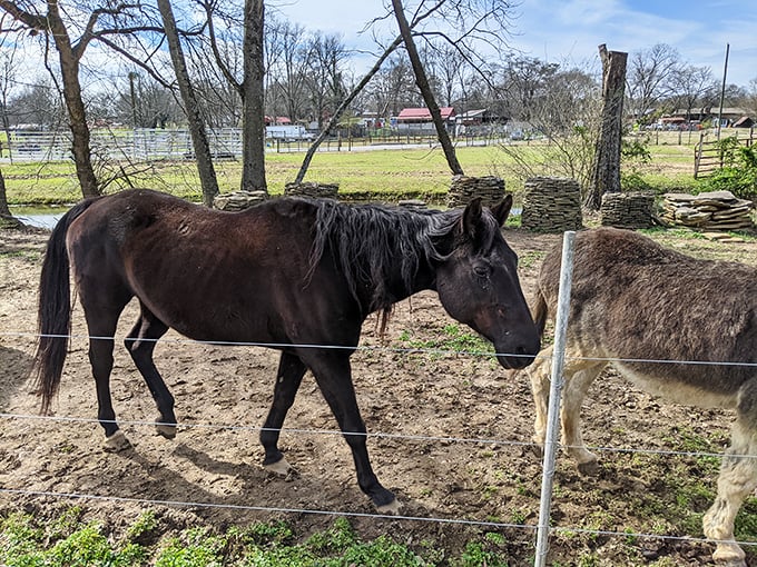 This contemplative mule has seen things, philosophized deeply, and is now ready to accept your apple offering.