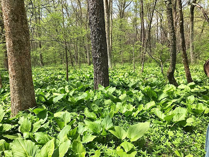 Mother Nature's spring carpet rolls out in vibrant greens, proving Pennsylvania woods offer better floor coverings than anything you'll find at Home Depot.