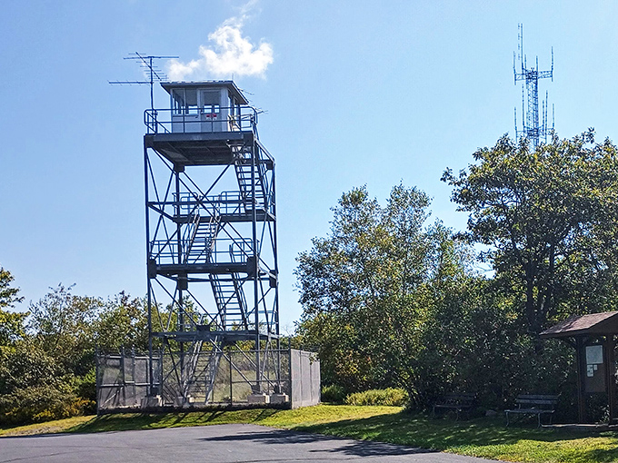 The observation tower reaches skyward like an eager student raising their hand, offering answers to unasked questions.