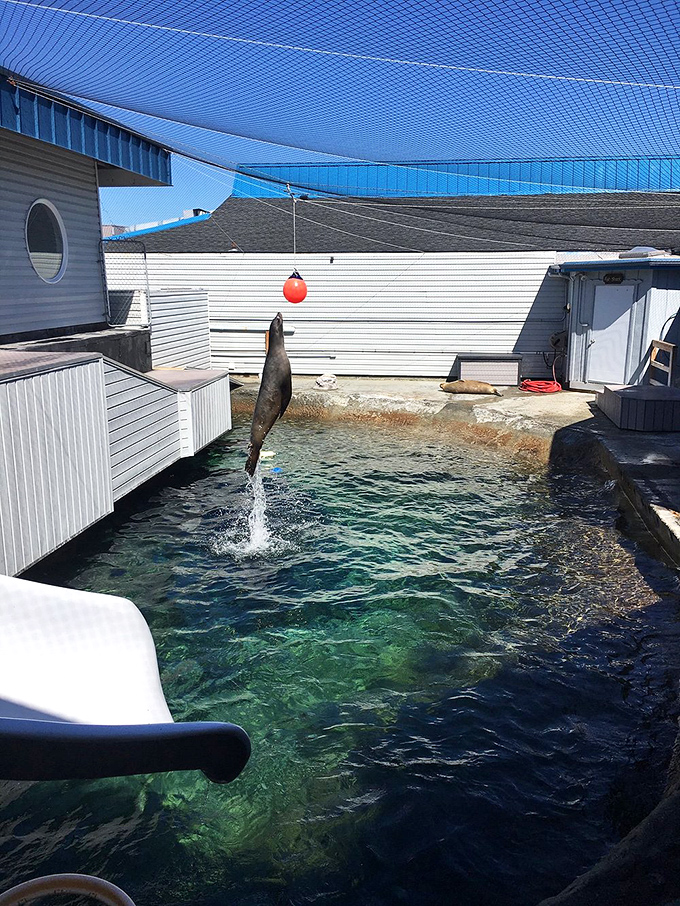 This sea lion demonstrates Olympic-worthy vertical skills that would make Michael Phelps jealous – all for a simple red ball.