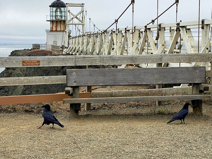 The world's most dramatic waiting room comes with two very opinionated ravens who've seen every tourist selfie attempt since 2010.