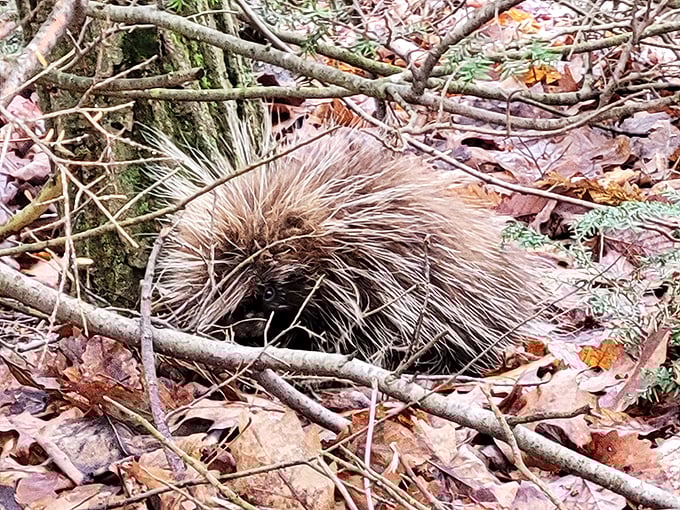 Even the local wildlife knows how to find the perfect spot for a quiet afternoon.