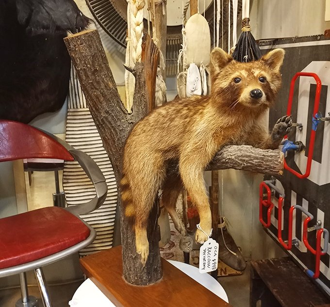 "I'm just hanging out," says this preserved raccoon. Taxidermy here isn't creepy—it's art with a wild sense of humor.
