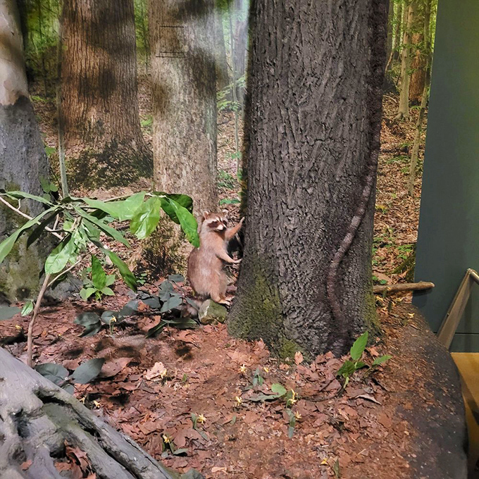 This lifelike raccoon diorama captures Indiana wildlife in action &ndash; nature's little bandits have called the Hoosier state home far longer than we have.