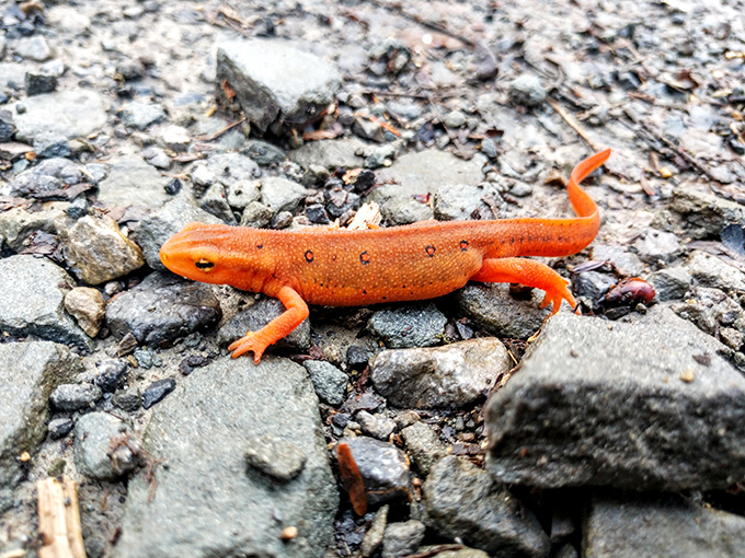 The Eastern Red-Spotted Newt, nature's original highlighter, showing off its "look-at-me" orange phase like it's auditioning for a wildlife calendar.