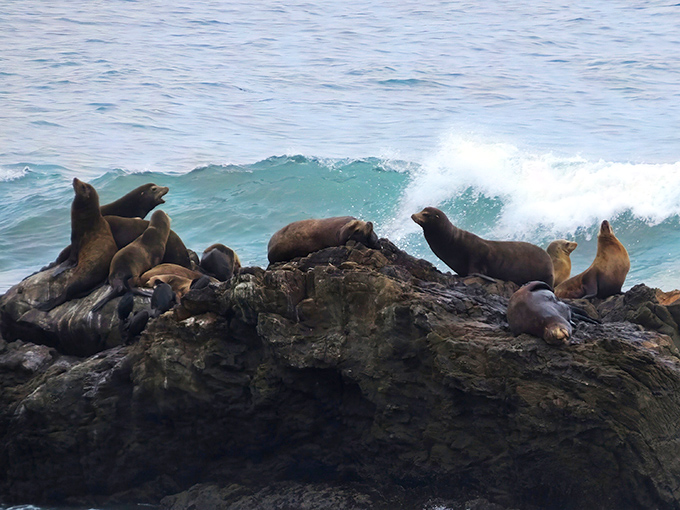 These sea lions have clearly found the best real estate on the coast. Ocean views, rock sunbathing, and fresh seafood delivery!