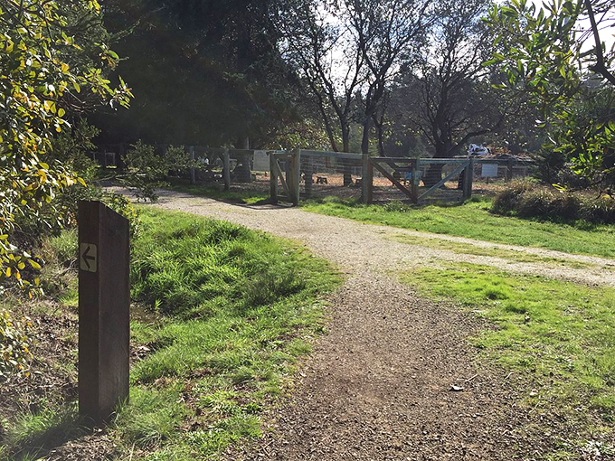 Even the trails at Sea Ranch tell a story&mdash;this one whispers "slow down" in the language of weathered wood and native grasses.