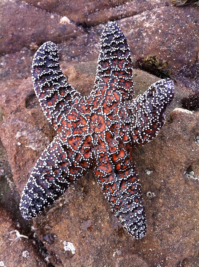 Meet the original five-star celebrity of the tidepools. This ochre sea star didn't need millions of followers to perfect its stunning orange-patterned look.