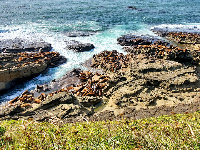 Sea lion social hour looks exhausting. These blubbery beach-hoggers have mastered the art of aggressive relaxation better than any resort tourist.