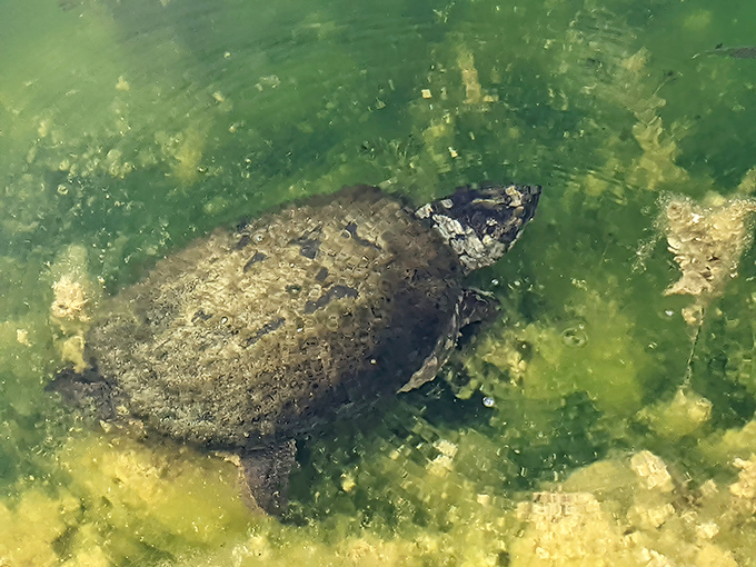 Local wildlife includes photogenic residents who've mastered the art of island living better than most humans.
