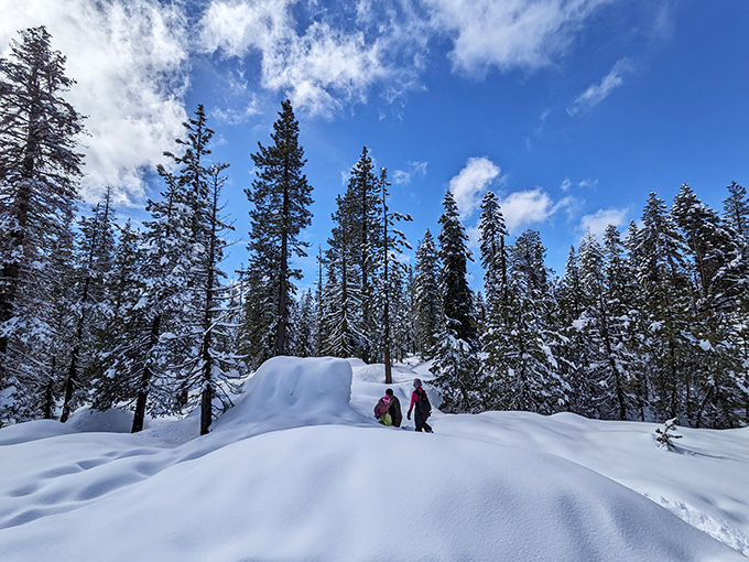 Snow blankets the forest trails, turning everyday hikers into explorers in a Narnia-like landscape just hours from San Francisco's concrete jungle.