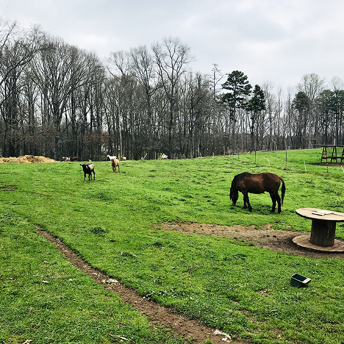 These contented horses grazing on rolling green pastures remind us why they call this part of South Carolina "God's country."