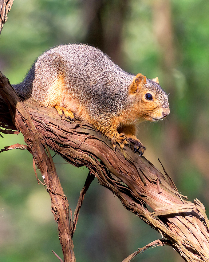 The unofficial welcoming committee has excellent posture. This fox squirrel pauses mid-acorn-hunt to remind visitors who really owns the place.