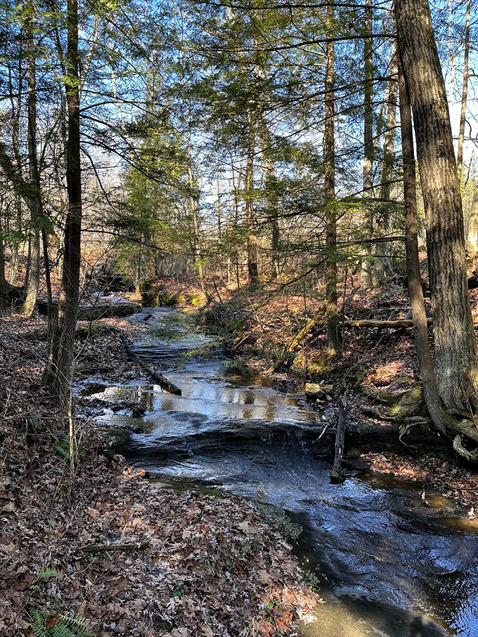 A fallen tree creates nature's perfect bridge across this peaceful stream. No engineering degree required—just millions of years of patience.