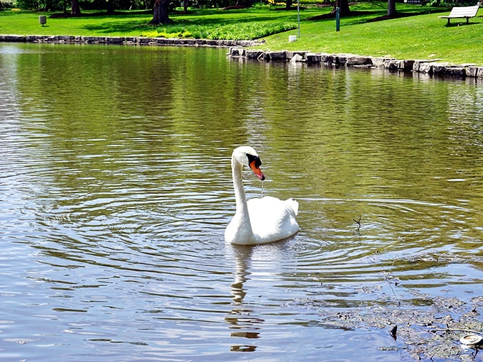 This elegant swan glides across the park's pond like nature's own sculpture, adding living art to the permanent collection.
