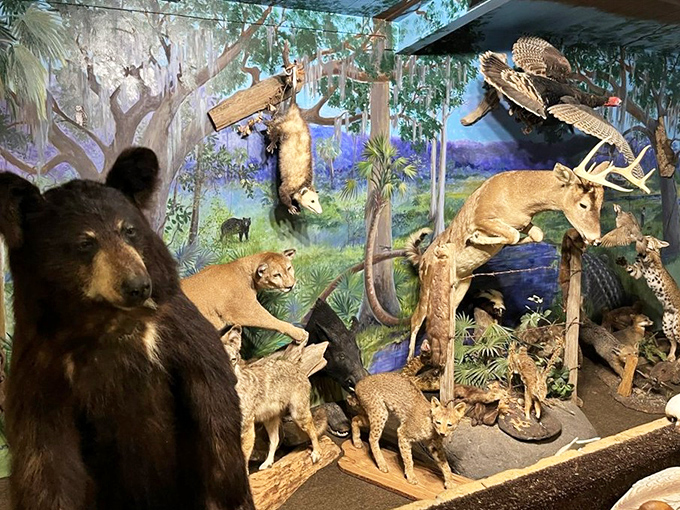 The taxidermy display isn't just decoration&mdash;it's a three-dimensional field guide to the Florida wilderness that inspired "The Yearling" and countless outdoor adventures.
