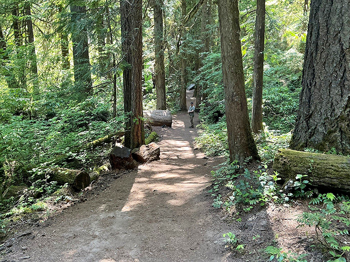 Sunlight plays hide-and-seek through towering Douglas firs, creating a dappled runway that leads to watery wonders ahead.
