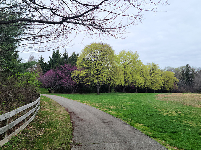 Spring awakening in full display. This path lined with budding trees and a touch of purple redbud proves Delaware does seasonal transitions with artistic flair.