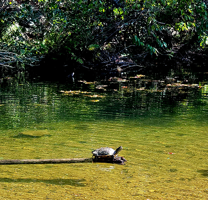 Even the local wildlife knows prime real estate when they see it. This turtle found the perfect sunbathing spot.