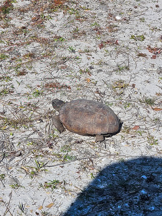 Florida's original roadrunner &ndash; the gopher tortoise &ndash; taking his sweet time crossing the trail, operating on what locals call "turtle time."