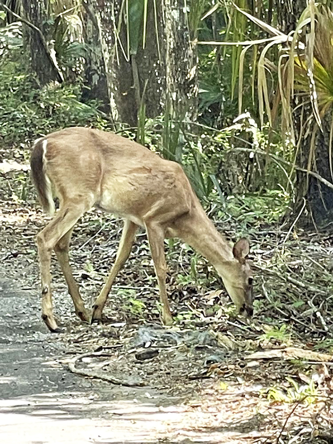 A white-tailed deer pauses for lunch, completely unbothered by human paparazzi lurking nearby with cameras.