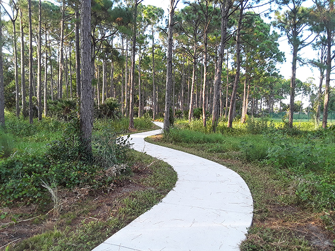 Woodland Trails Park's winding paths through pine flatwoods provide a natural Florida experience that doesn't require an expensive tour guide.