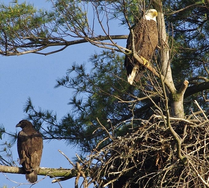 The park's namesakes in their natural habitat. These majestic bald eagles remind us why saving wild spaces matters more than ever.