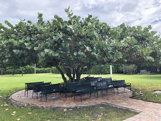 These benches beneath a sprawling tree offer respite from the Florida sun, though they lack the stone-cold charm of Ed's original seating options.