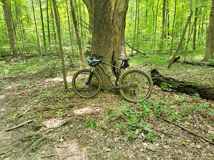 Two-wheeled wilderness exploration. This bike isn't just parked – it's taking a well-deserved breather between adventures.