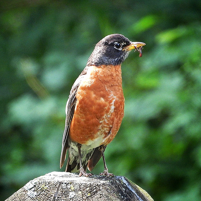 Excuse me, do you have any reservations about being tonight's dinner? A robin negotiates with an unfortunate worm.