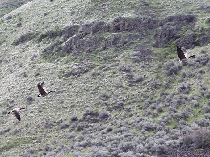 Canada geese in formation &ndash; nature's original flight pattern that predates air traffic control by a few million years.