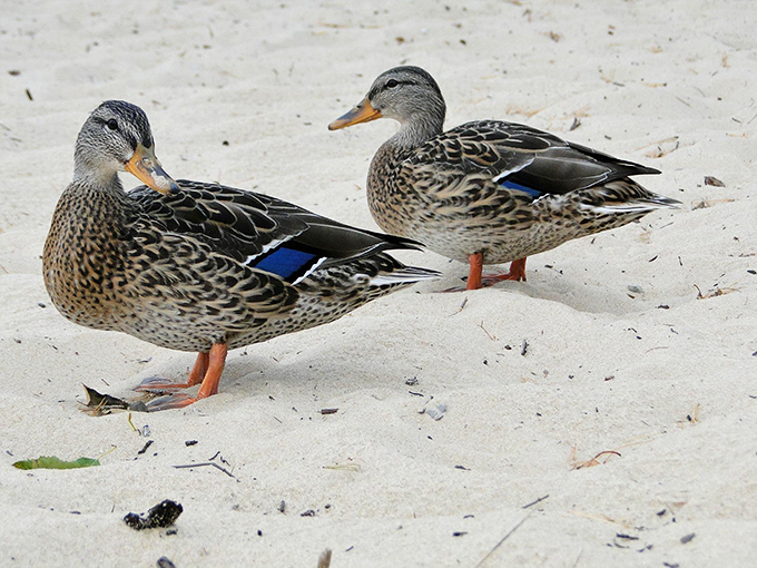 Two mallards strike up a beach conversation, clearly discussing the audacity of humans who think Lake Superior is warm enough for swimming.